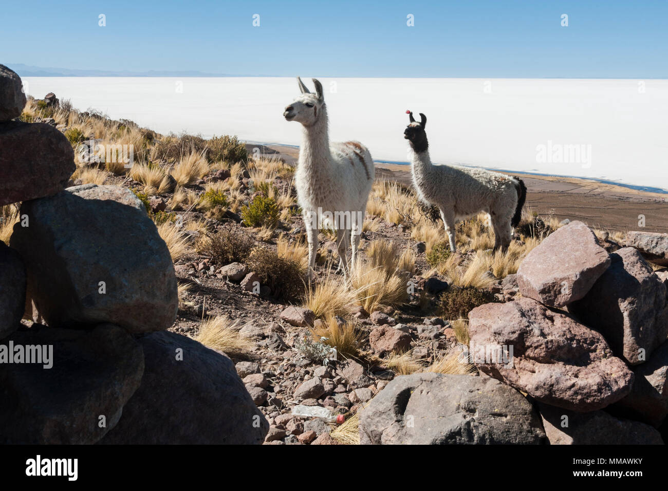 Llamas in the vicinity of Coquesa - Tahua Village, Salar de Uyuni ...