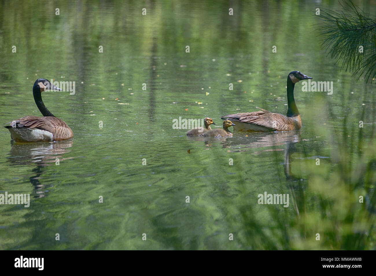 Family of geese birds hi-res stock photography and images - Alamy