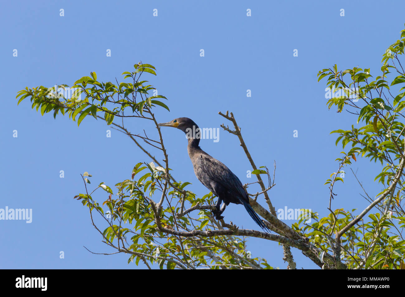 Neotropic cormorant on the nature in Pantanal, Brazil. Brazilian ...