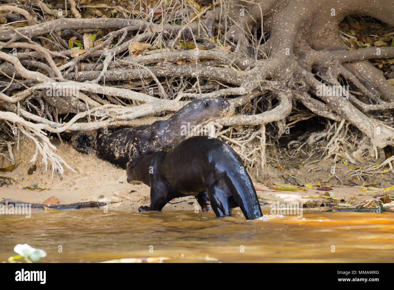 Giant otter on water from Pantanal wetland area, Brazil. Brazilian ...