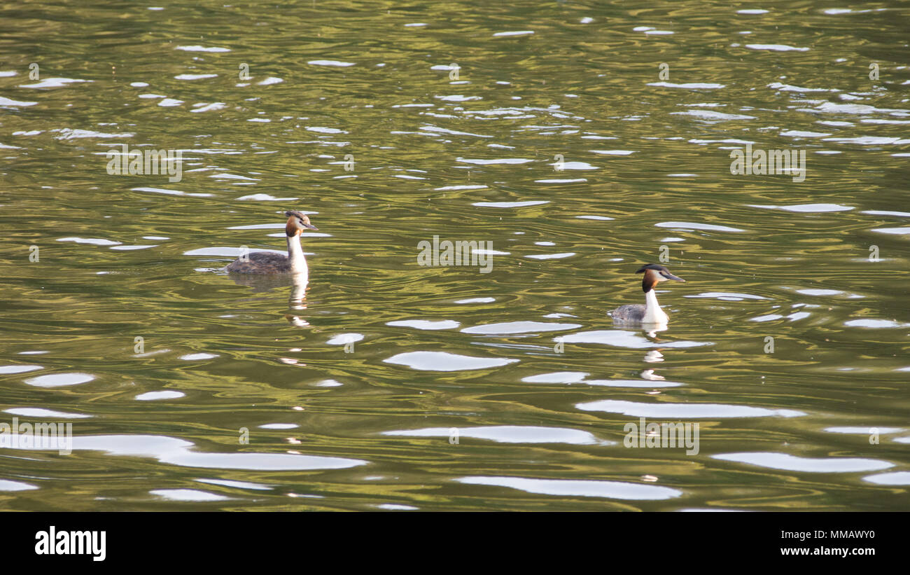 Great crested grebe, Shearwater Lake, Longleat Estate, Wiltshire Stock ...