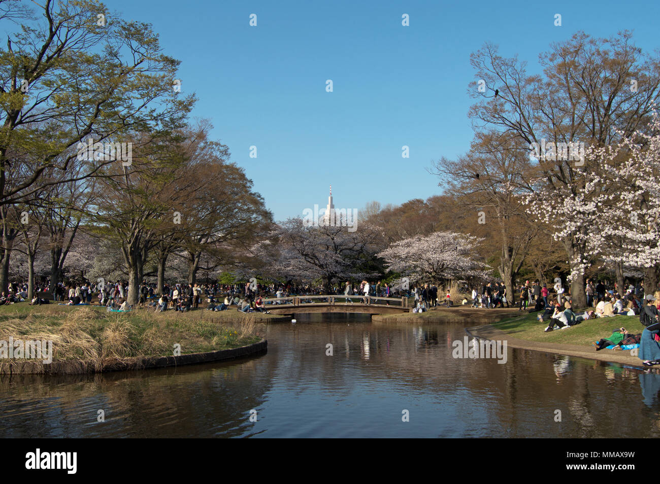 Yoyogi park in Tokyo, Japan during hanami/sakura season Stock Photo - Alamy