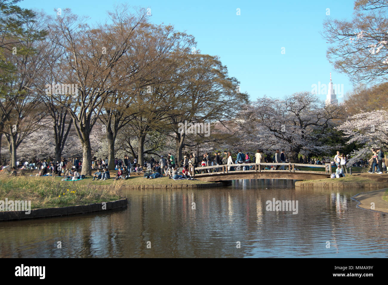Yoyogi park in Tokyo, Japan during hanami/sakura season Stock Photo - Alamy