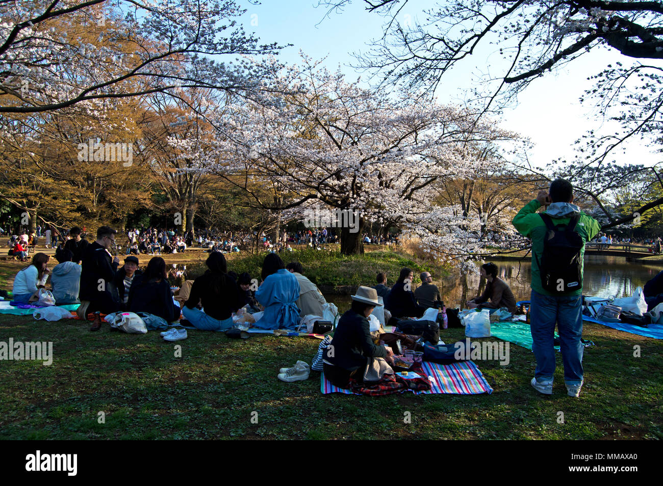 Yoyogi park cherry blossom hi-res stock photography and images - Alamy