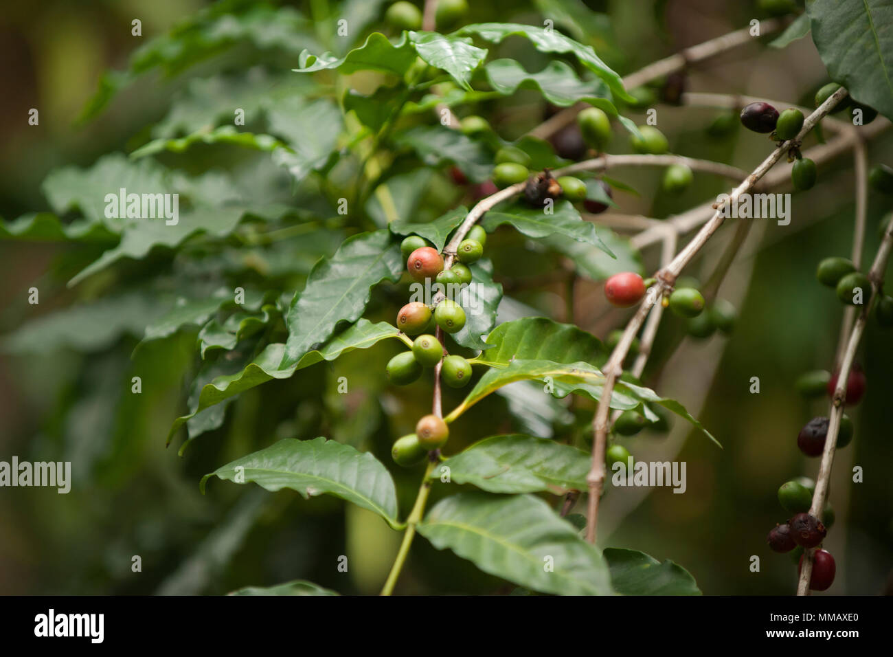 Coffee beans on branch of tree Stock Photo - Alamy