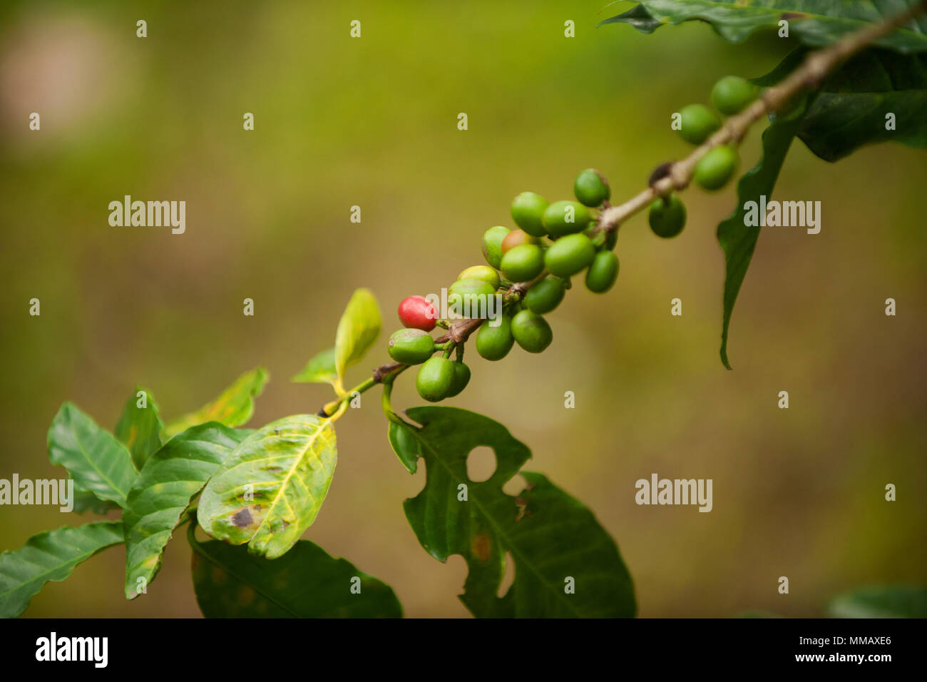 Robusta coffee tree coffea canephora hi-res stock photography and ...