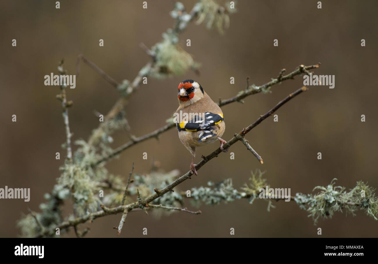 Goldfinch looking back Stock Photo - Alamy