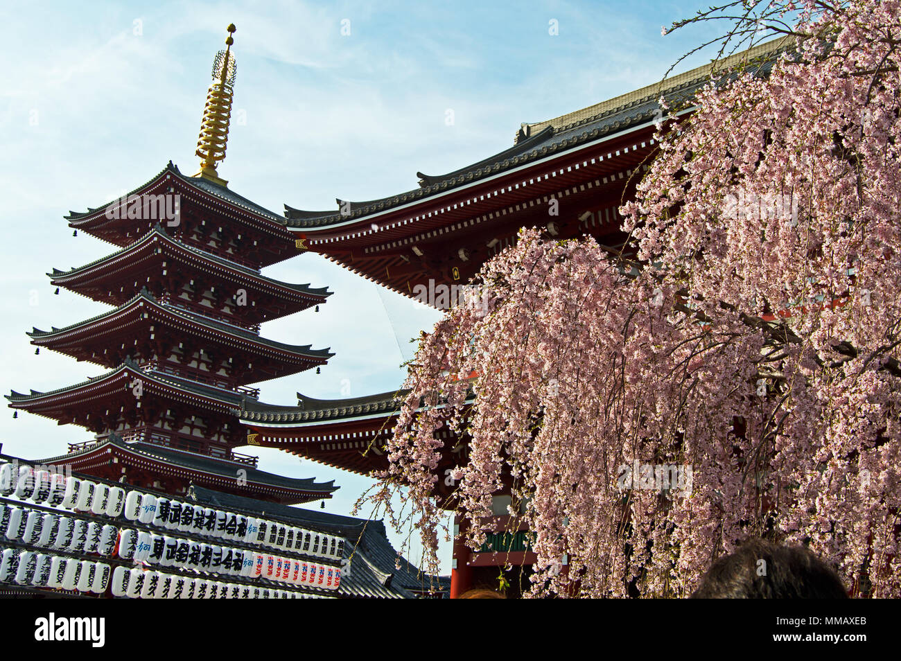 Senso-ji temple and pagoda with cherry-tree in Asakusa, Tokyo, Japan ...