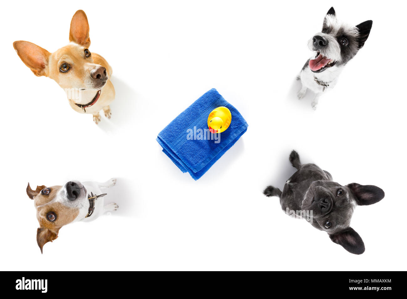 vacation group of dogs waiting and ready to go on summer holidays with ...