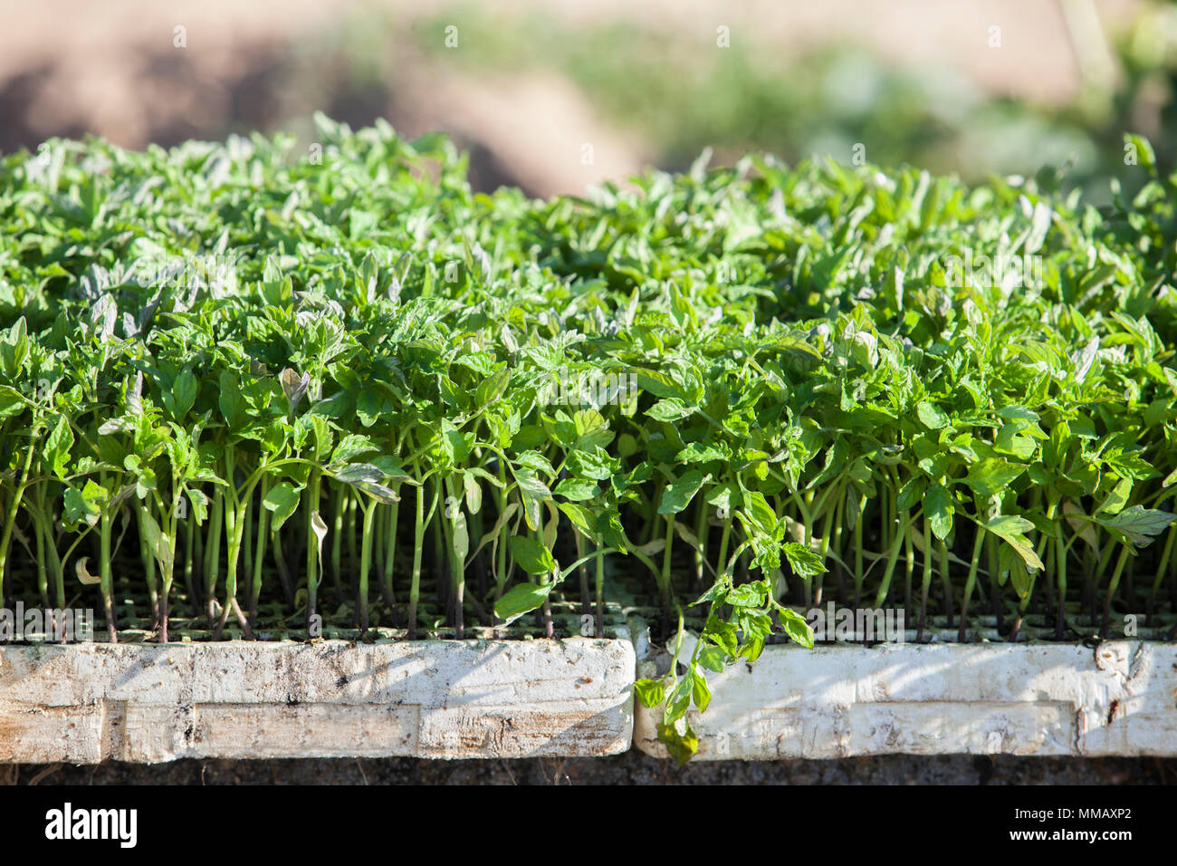 Tomato planting process from greenhouse to farmland. Expanded ...