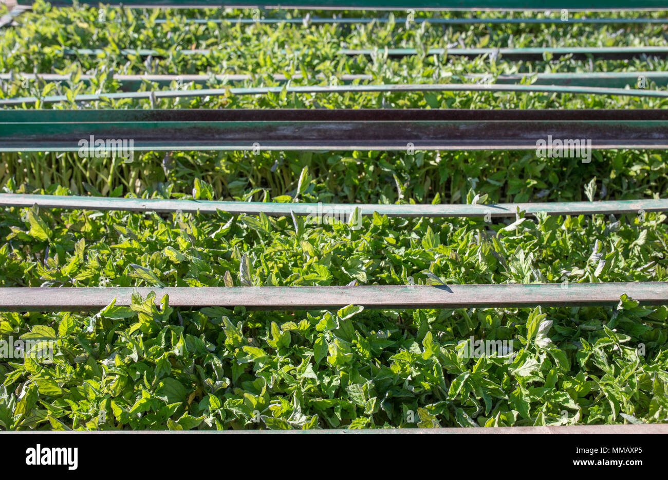 Seedlings trays on trailer racks hi-res stock photography and images ...