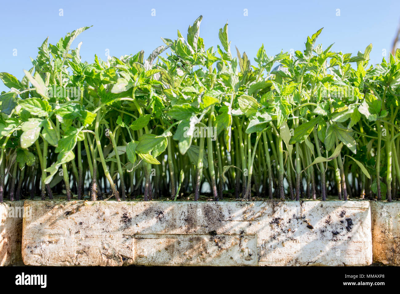 Expanded polystyrene trays hi-res stock photography and images - Alamy