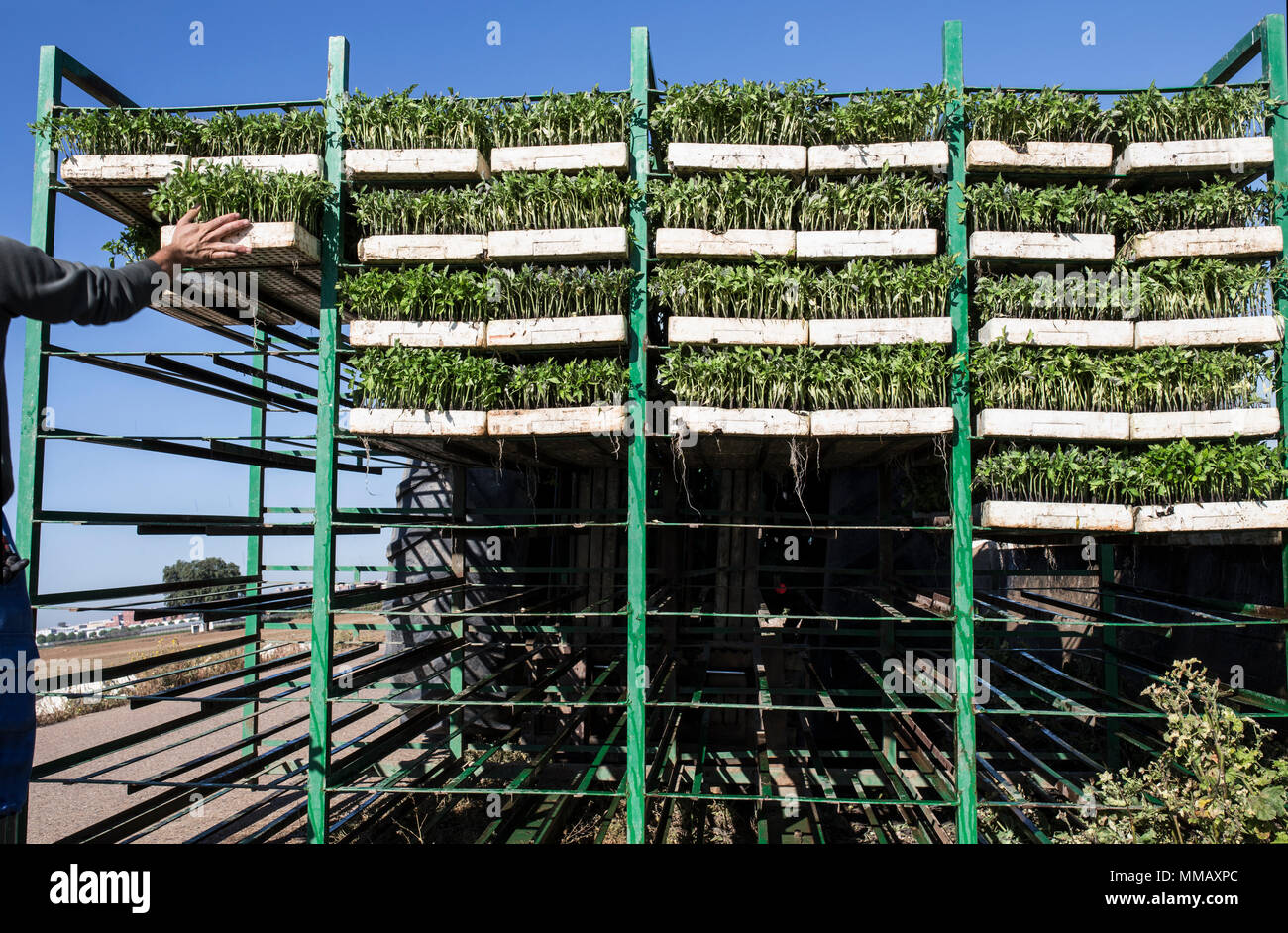 Farmer loading tomato seedlings trays on trailer racks. Plants ready to ...