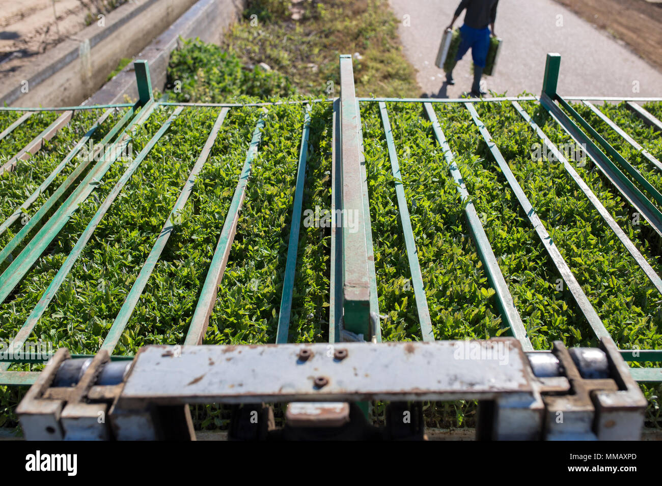 Seedlings trays on trailer racks hi-res stock photography and images ...