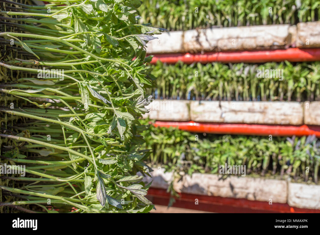 Transplanter machine loaded with tomato seedlings trays on racks ...