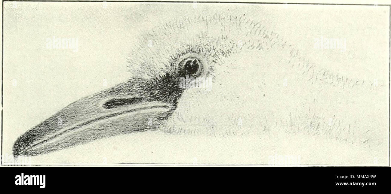 "The bird, its form and function" (1906 Stock Photo - Alamy