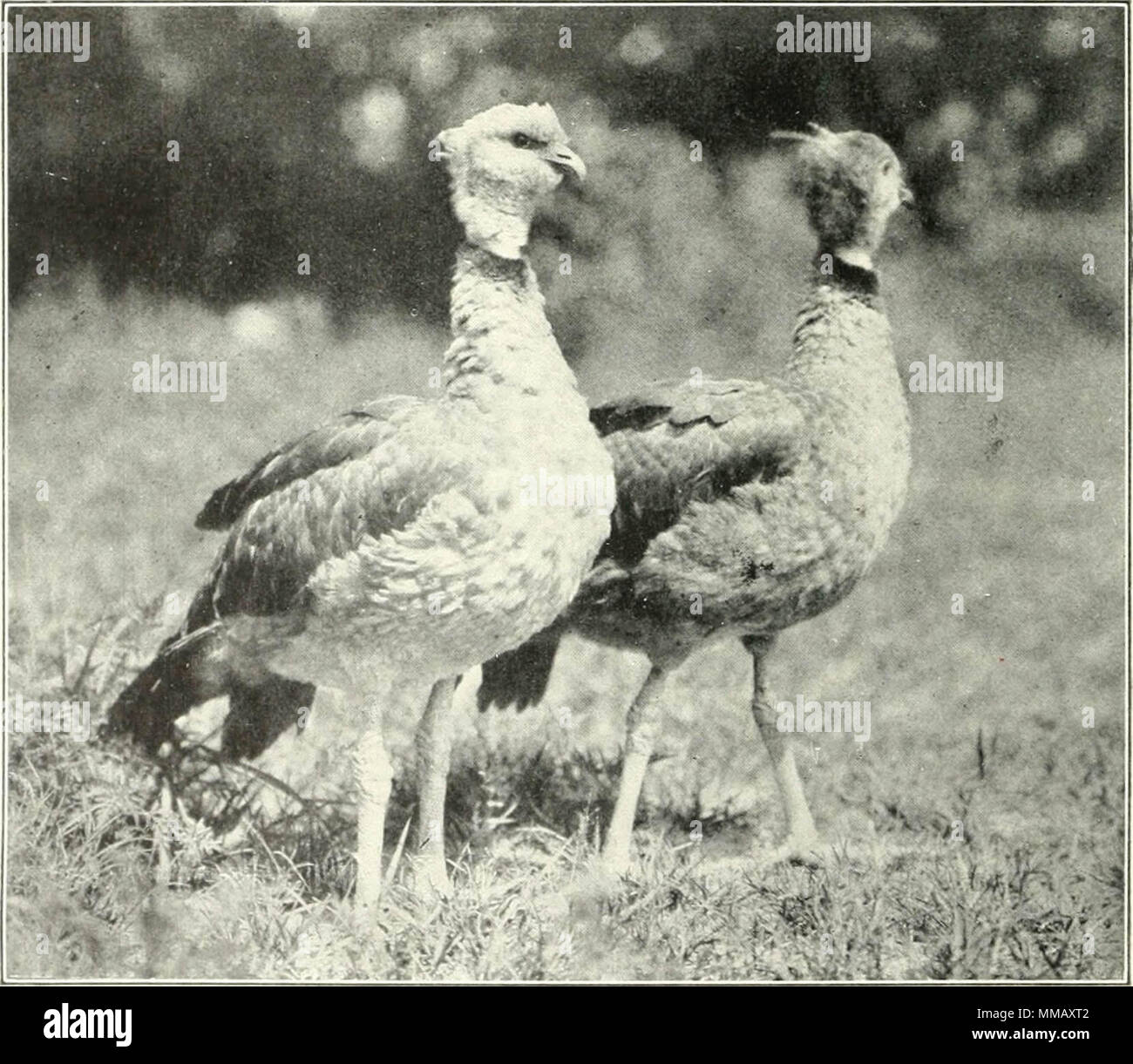 "The bird, its form and function" (1906 Stock Photo - Alamy