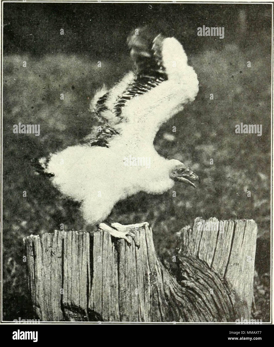 "The bird, its form and function" (1906 Stock Photo - Alamy