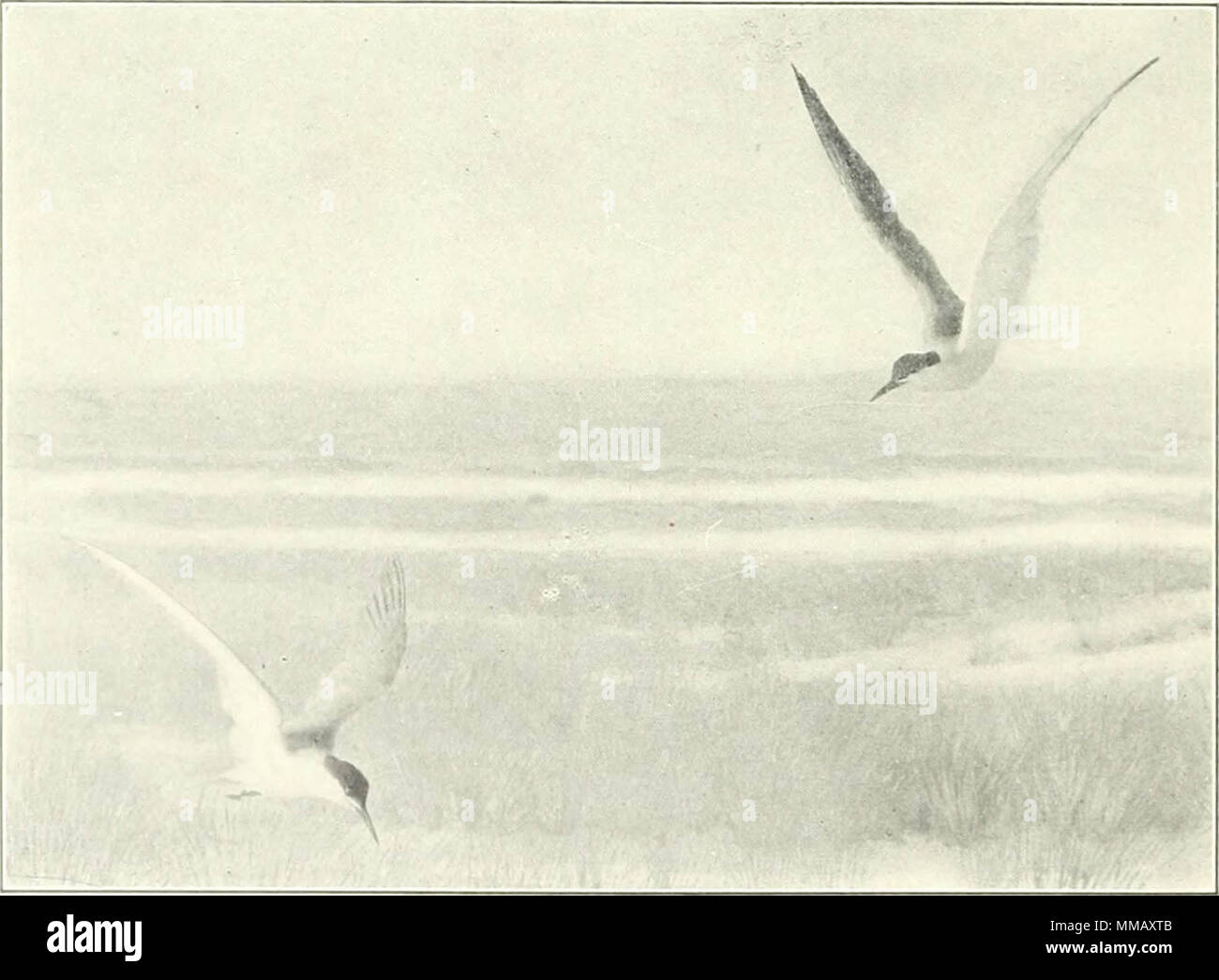"The bird, its form and function" (1906 Stock Photo - Alamy