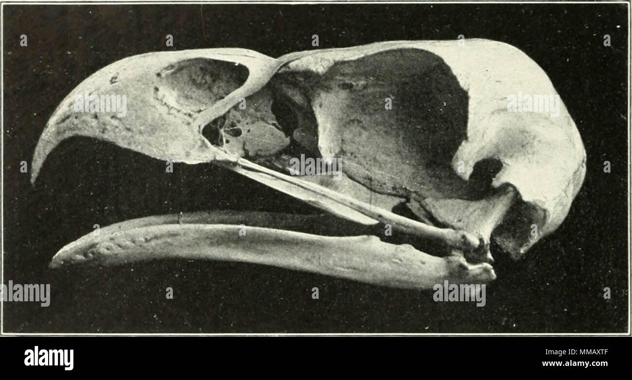 "The bird, its form and function" (1906 Stock Photo - Alamy