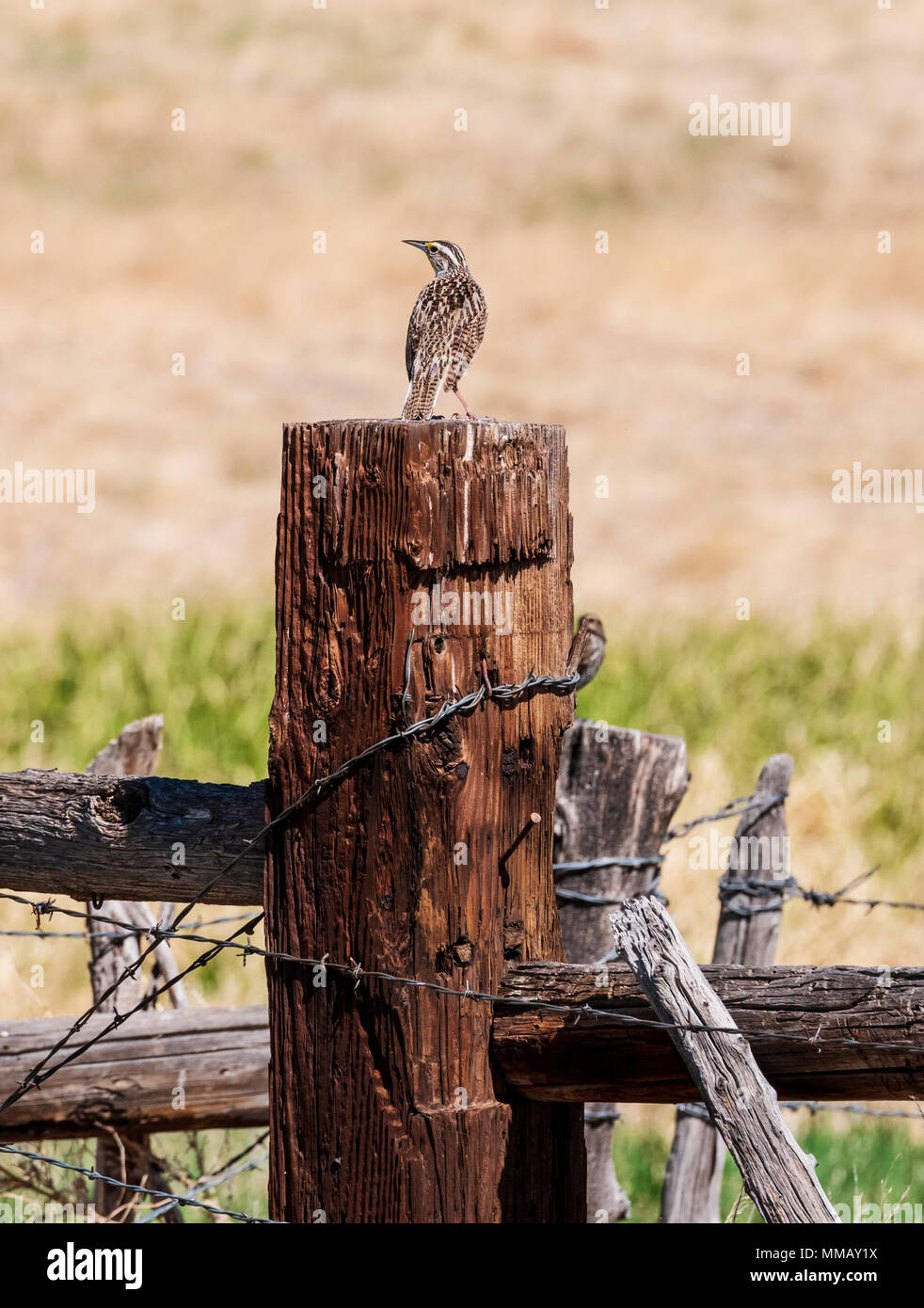 Female Western Meadowlark; blackbird family; Vandaveer Ranch; Salida ...