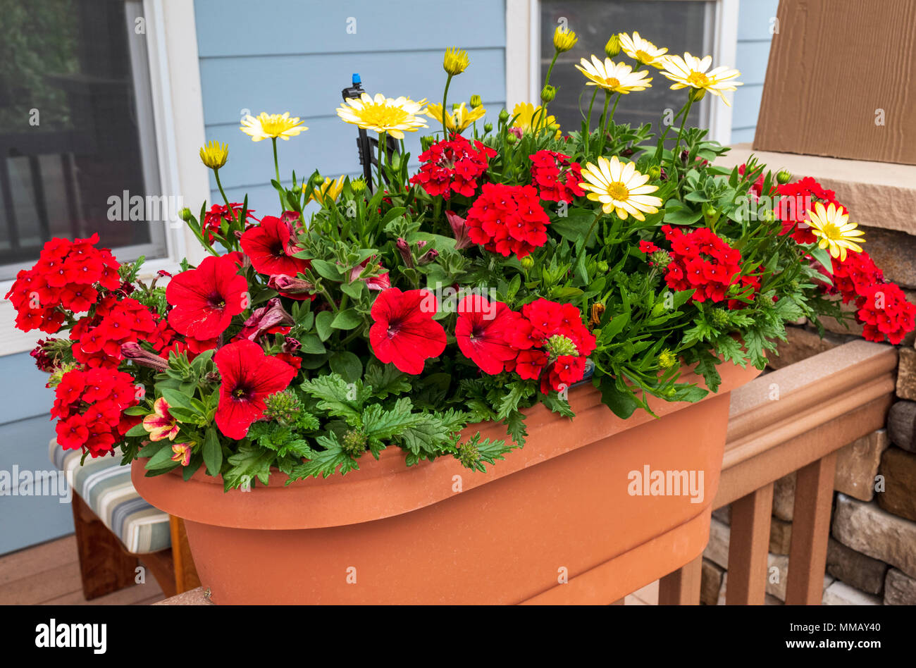 Petunia and geraniums hi-res stock photography and images - Alamy