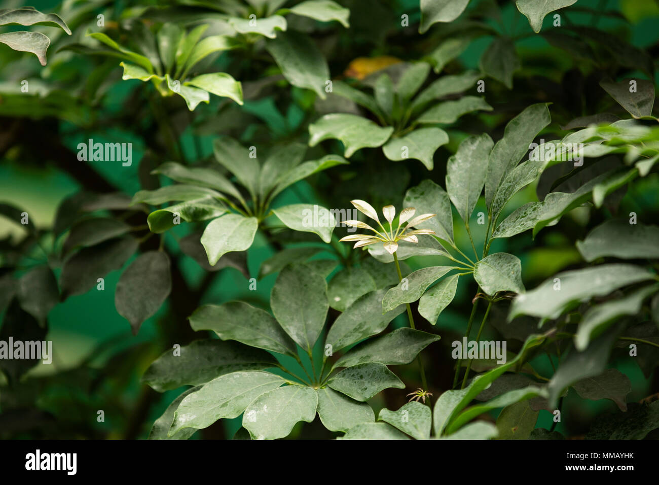 Schefflera arboricola, or dwarf umbrella tree, a flowering plant native ...