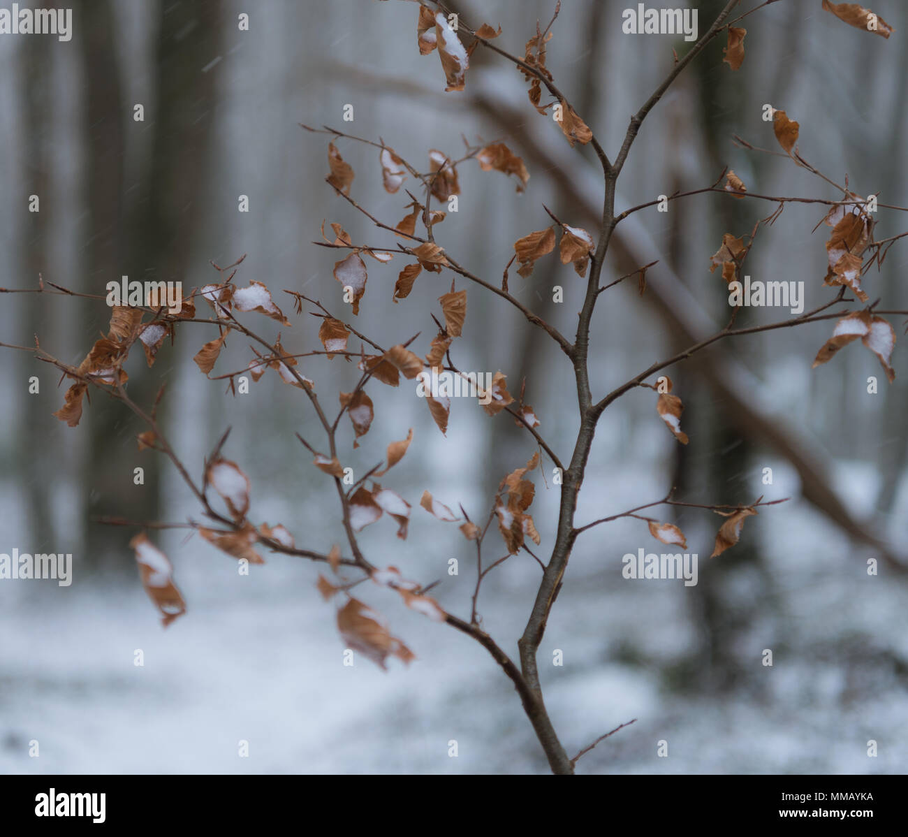 Autumnal tree with snow Stock Photo - Alamy