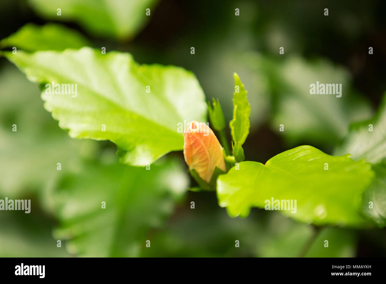 The bud of a Chinese hibiscus (Hibiscus rosa sinensis Stock Photo - Alamy