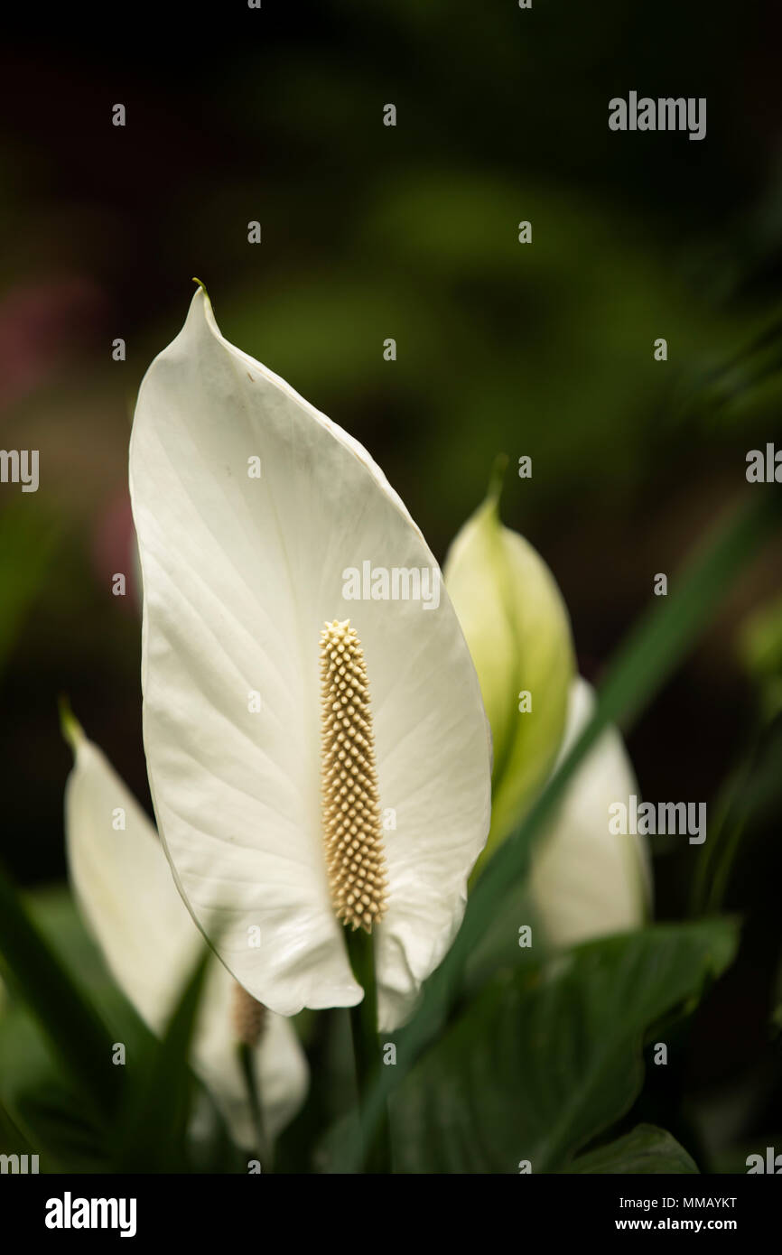 Fascicled hi-res stock photography and images - Alamy