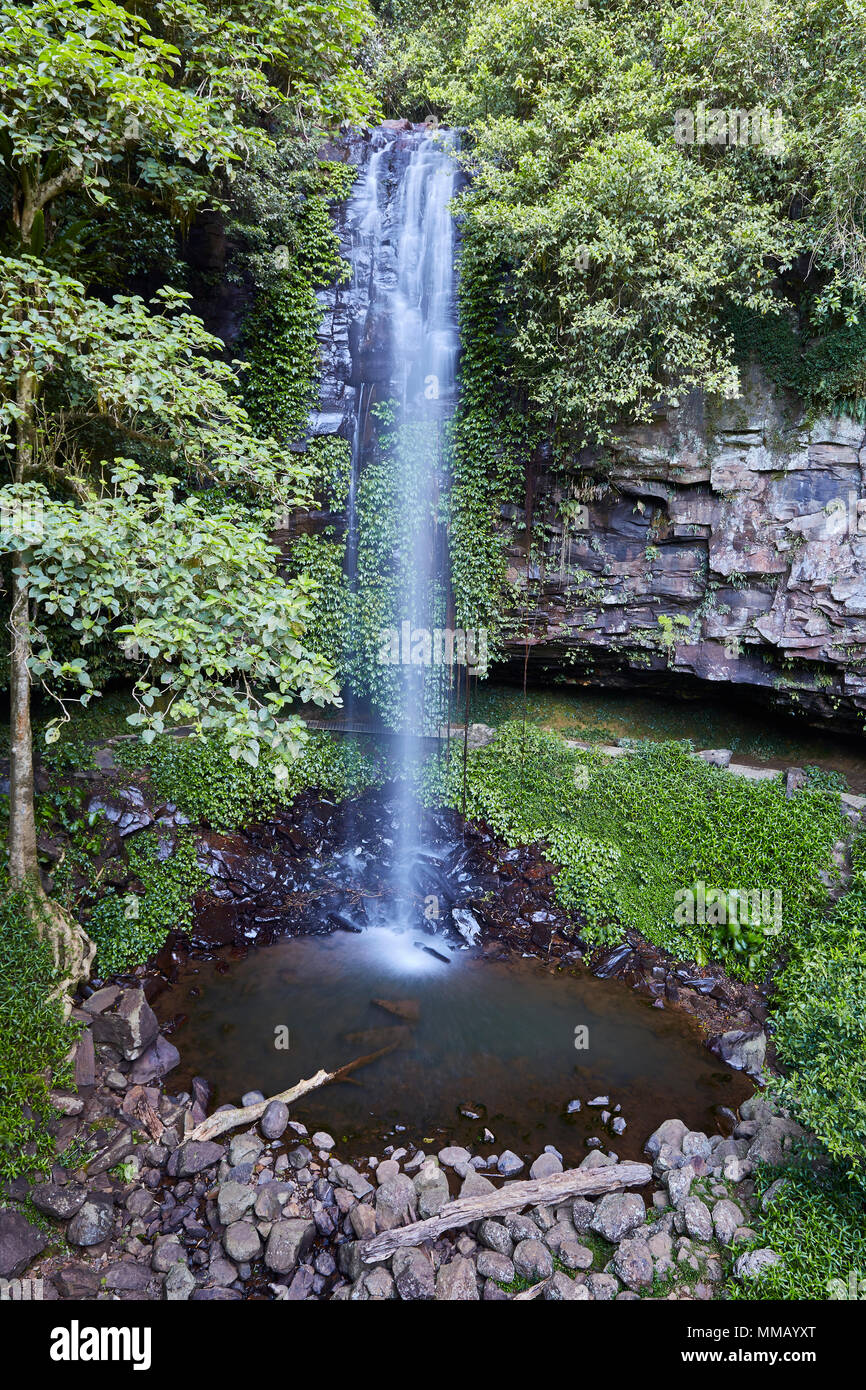Dorrigo rainforest hi-res stock photography and images - Alamy