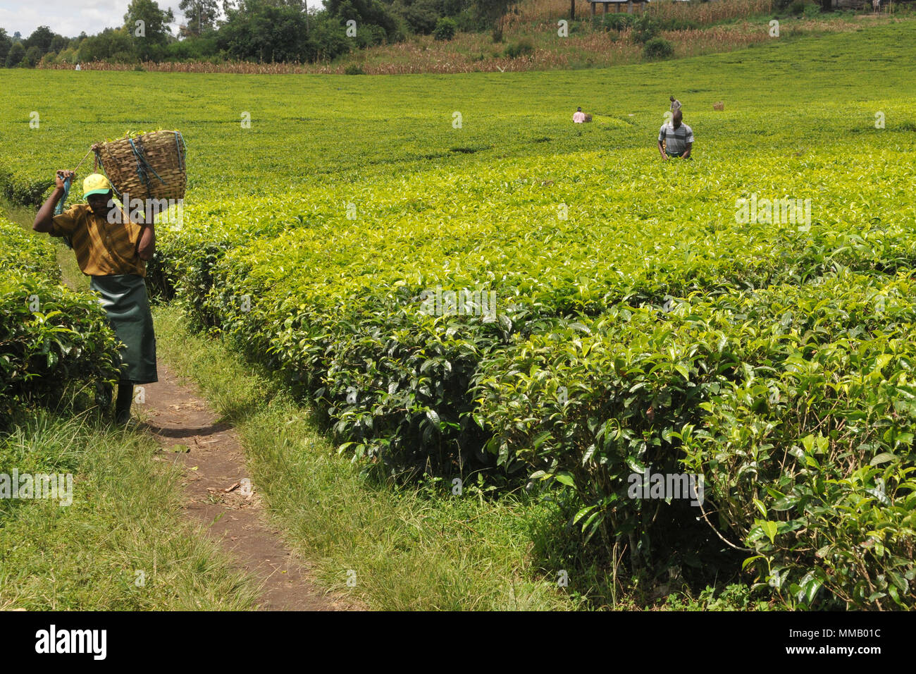 Gathering tea leaves hi-res stock photography and images - Alamy