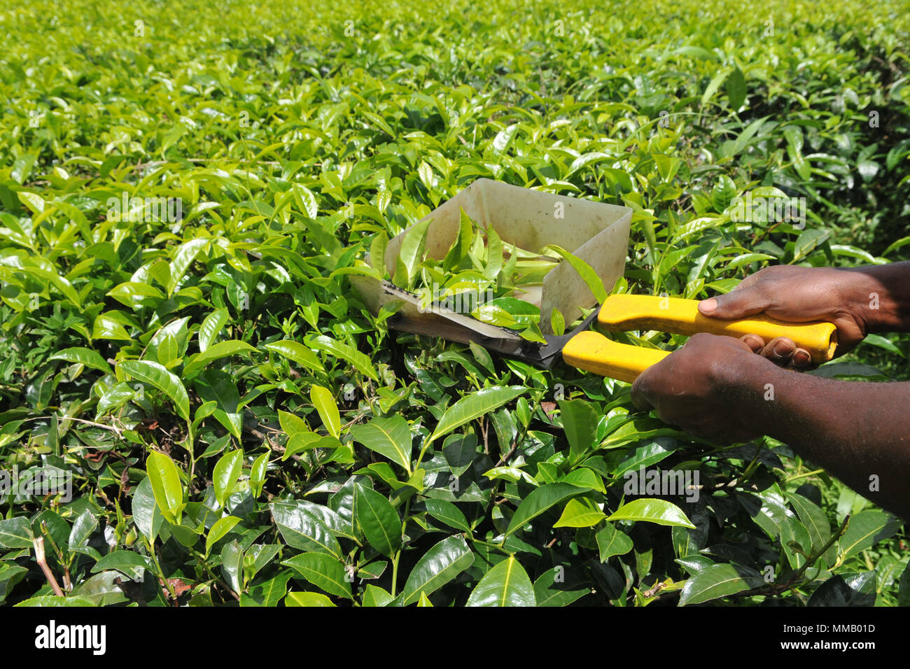 African women tea field hi-res stock photography and images - Alamy
