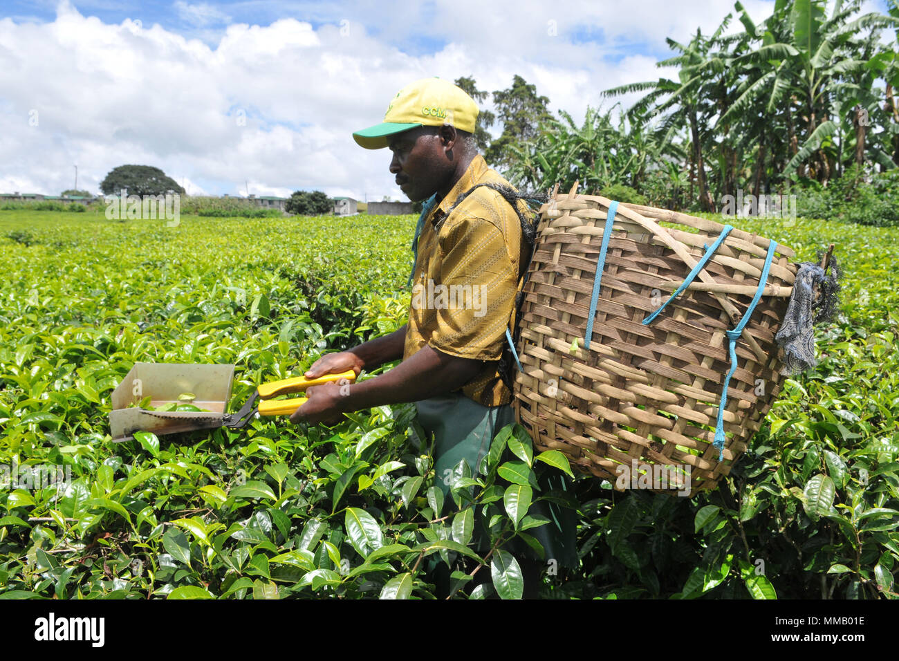 Tea field tanzania hi-res stock photography and images - Alamy