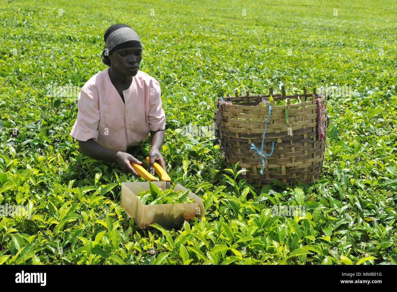 African women tea field hi-res stock photography and images - Alamy