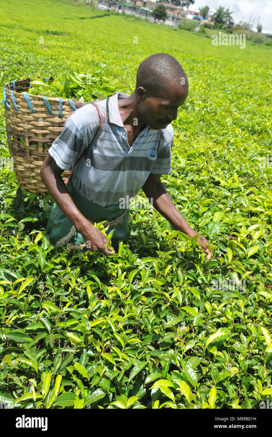 African women tea field hi-res stock photography and images - Alamy