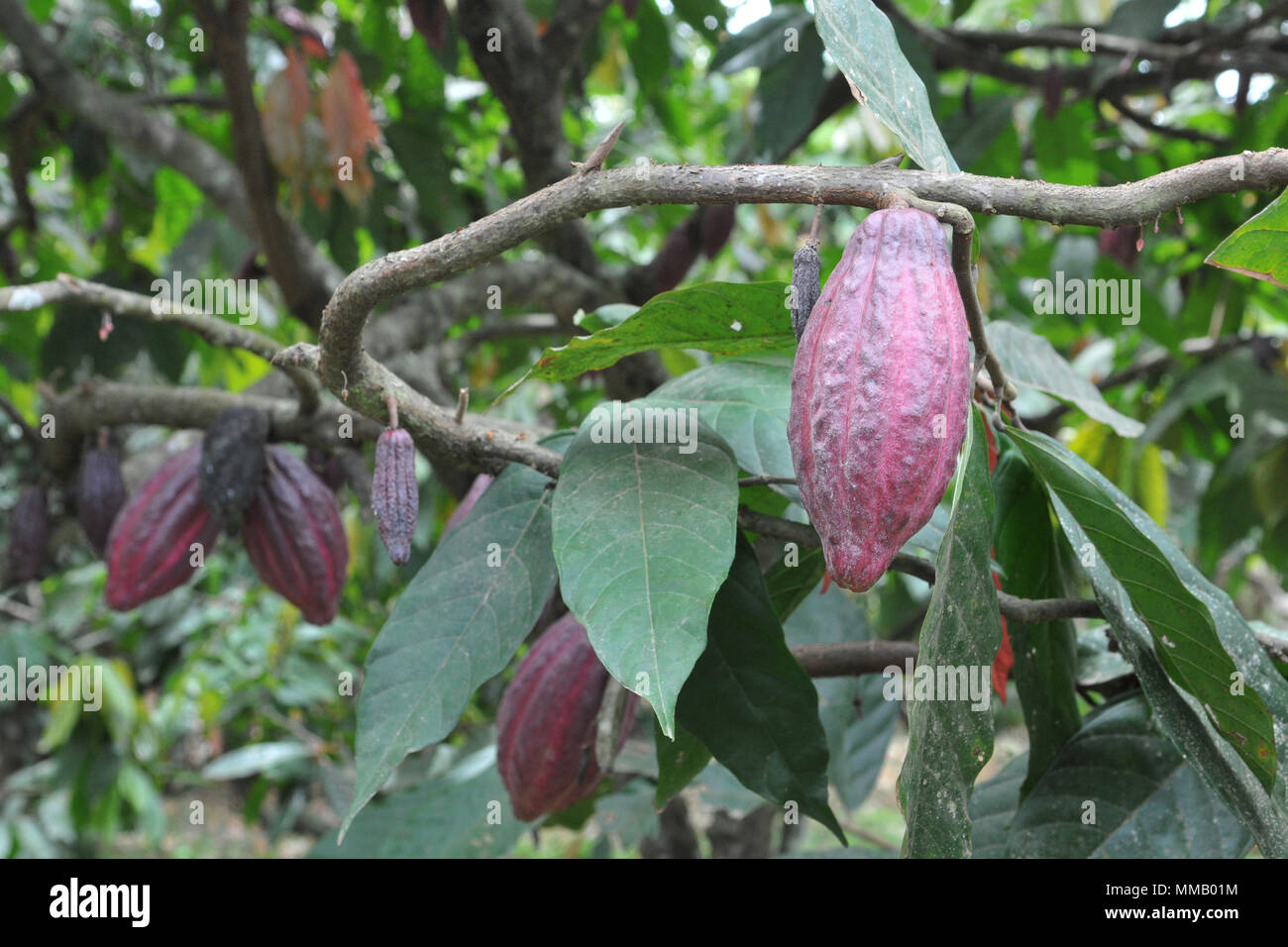 Fruiting cocoa trees hi-res stock photography and images - Alamy