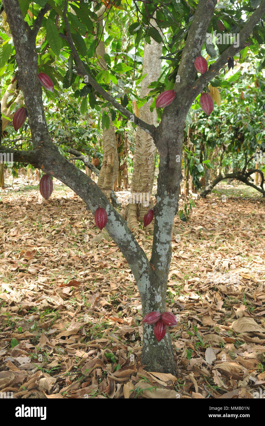 Cacao tree hi-res stock photography and images - Alamy