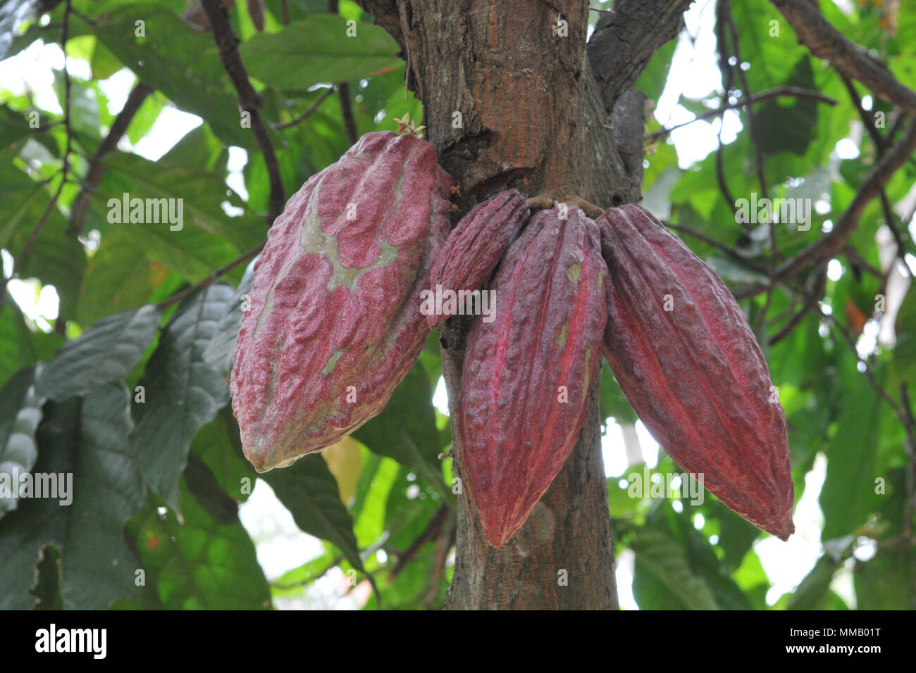 Cacao tree hi-res stock photography and images - Alamy