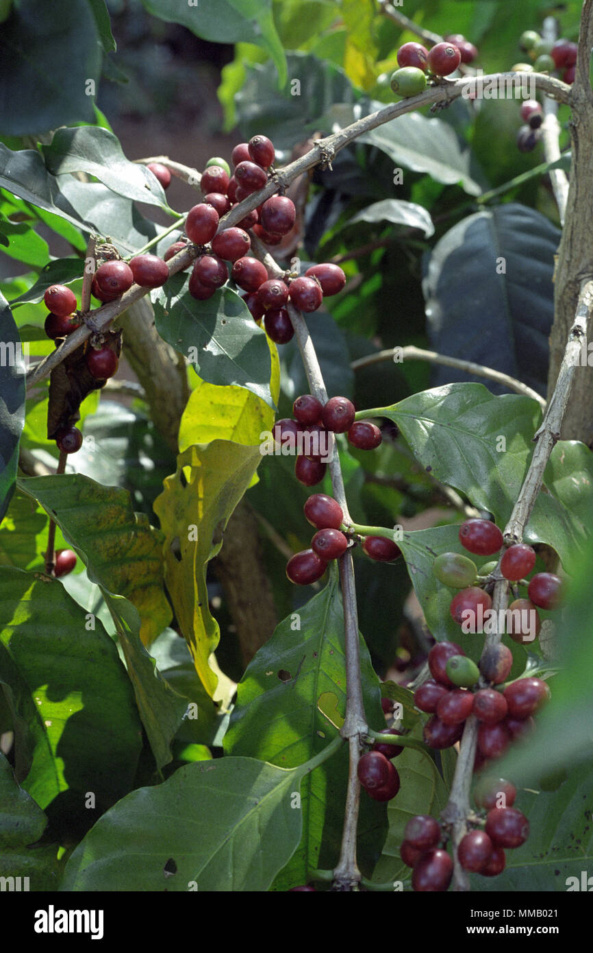 Coffee tree hi-res stock photography and images - Alamy