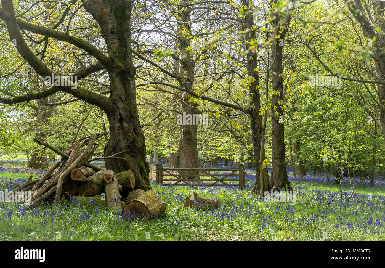 Beech wood in Spring Stock Photo - Alamy
