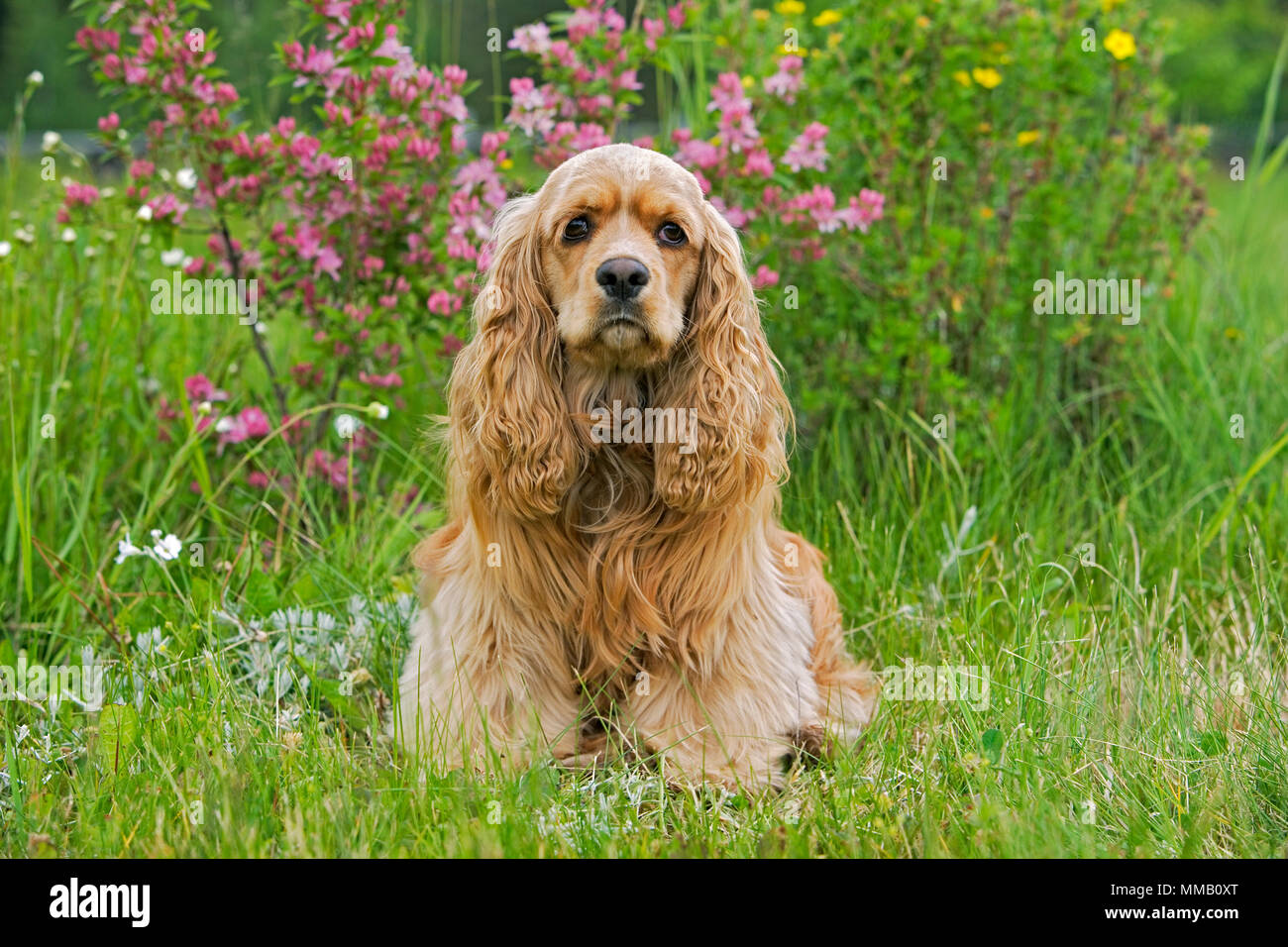 Cocker spaniel sitting hi-res stock photography and images - Alamy