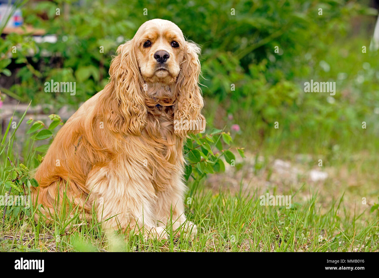 Cocker spaniel sitting hi-res stock photography and images - Alamy
