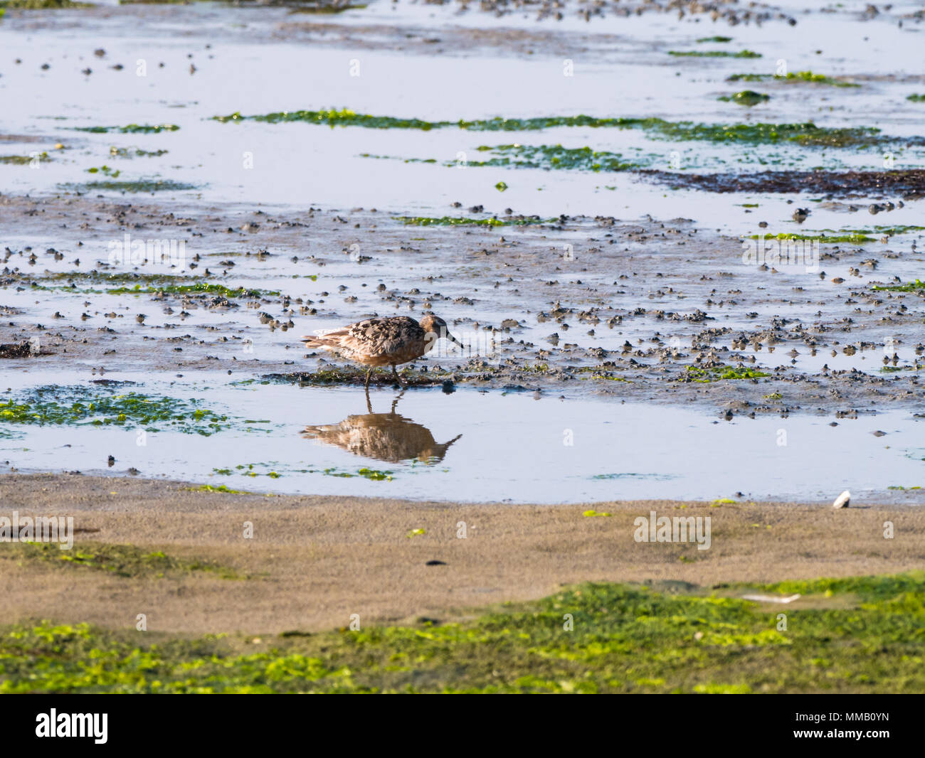 Red knot hi-res stock photography and images - Alamy