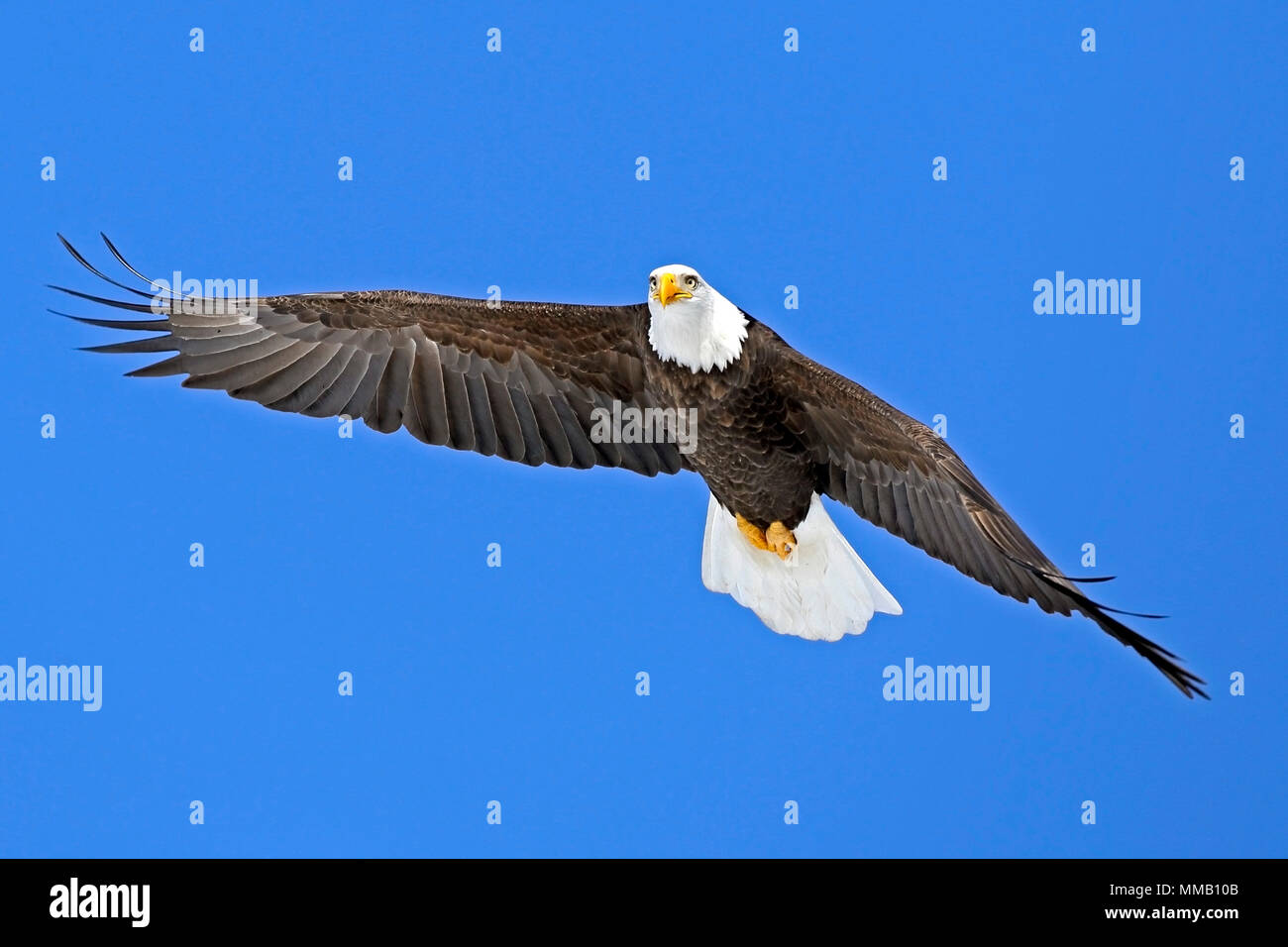 Blue sky and eagle hi-res stock photography and images - Alamy