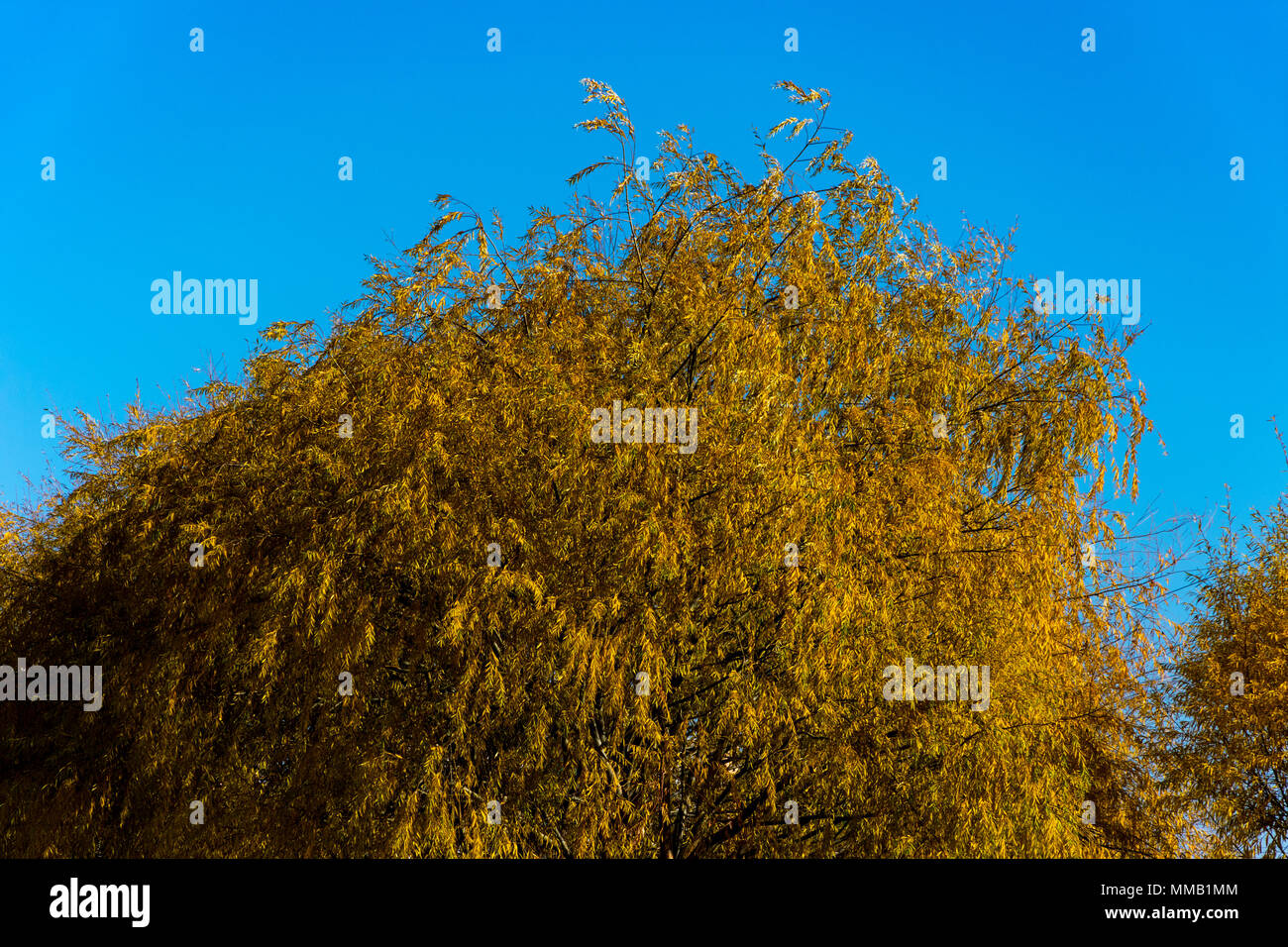 tree with its wonderful golden colors in the autumn season Stock Photo ...