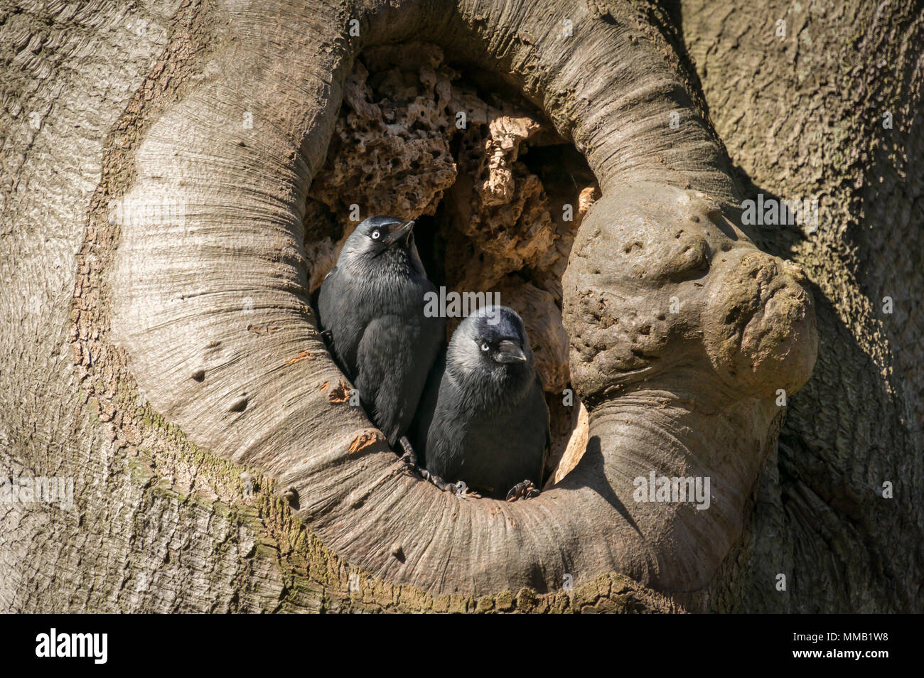 Jackdaw nest hi-res stock photography and images - Alamy