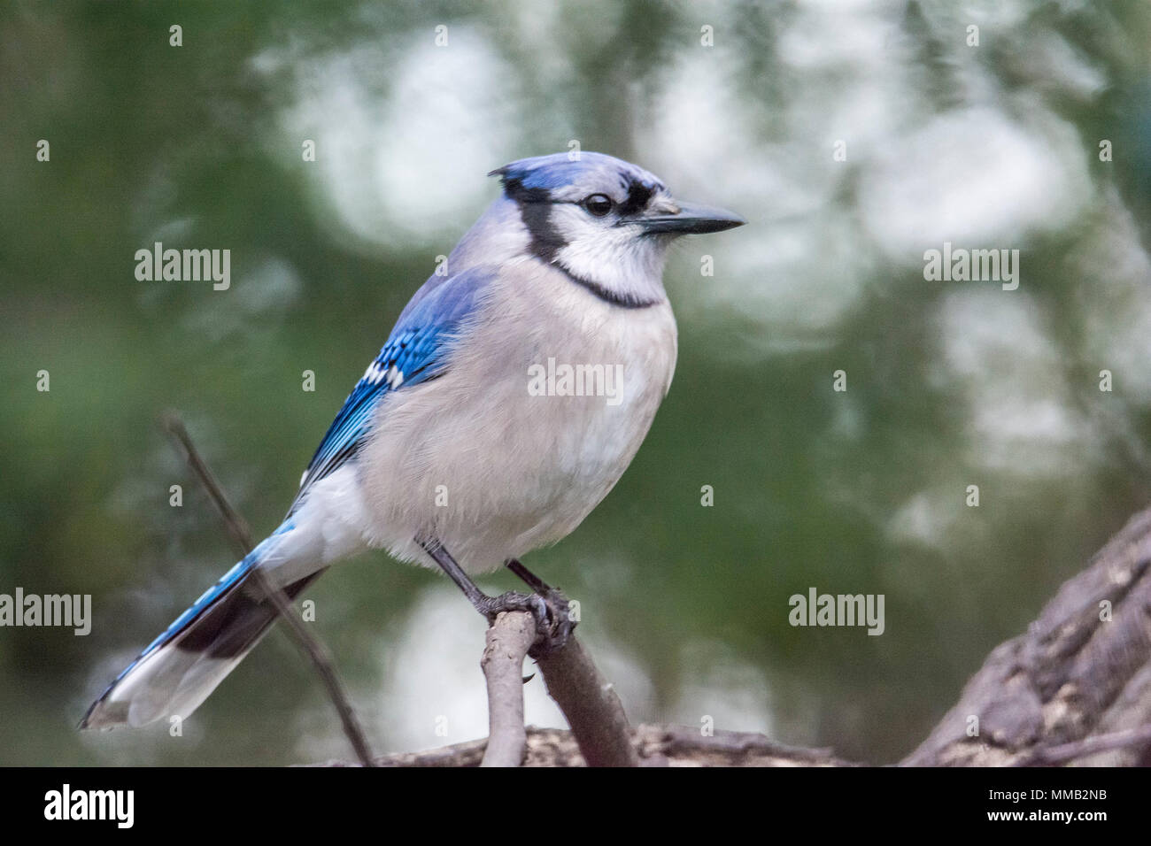 Blue jay bird hi-res stock photography and images - Alamy