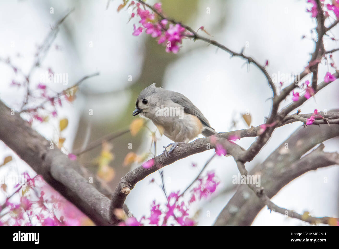 Close up photo of a Tufted Titmouse bird perched on a blooming red bud ...