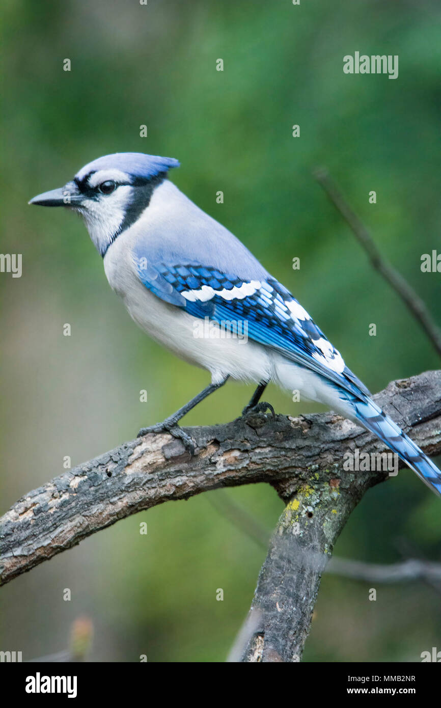 Jay bird hi-res stock photography and images - Alamy